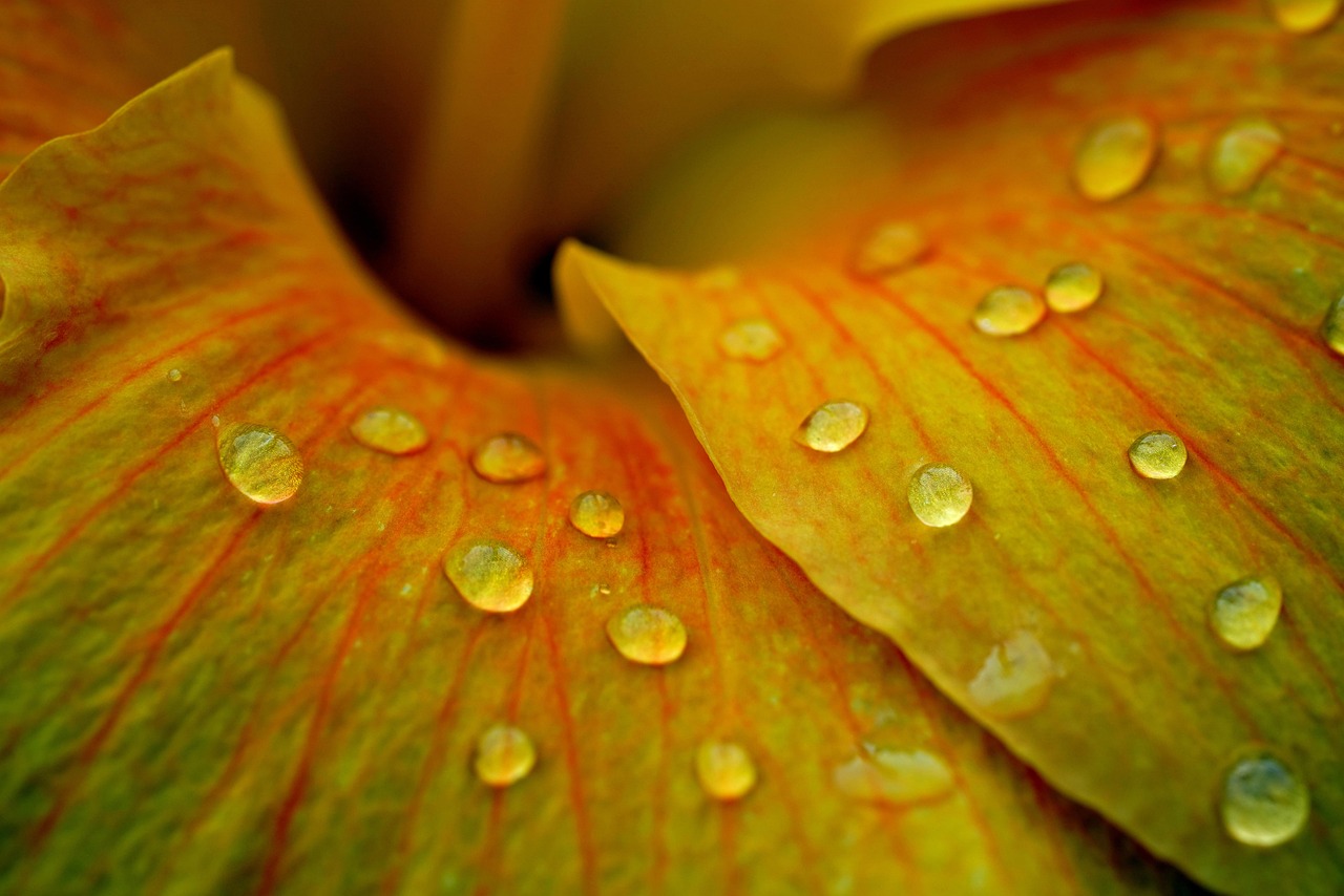 4,000+ Free Hibiscus Gif & Hibiscus Images - Pixabay
