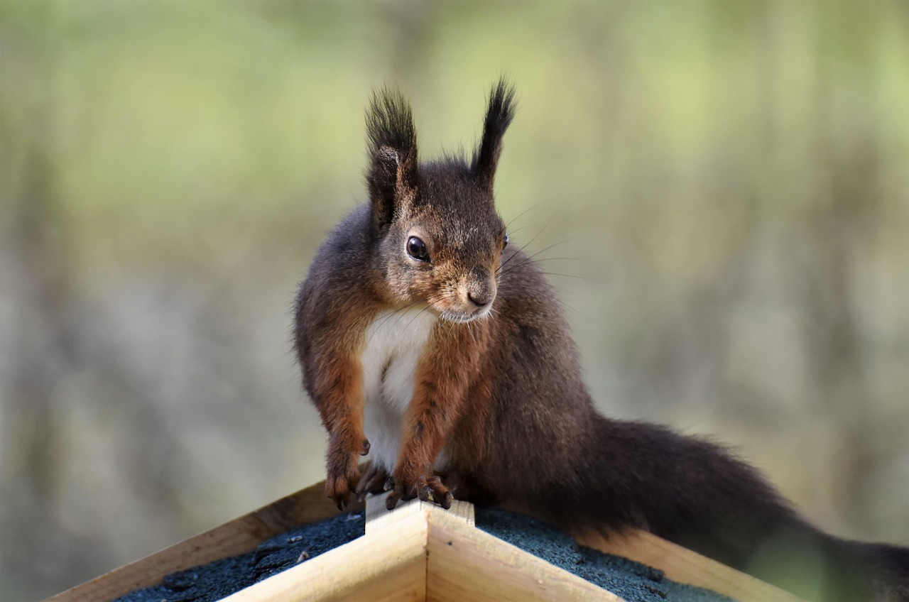 Eichhörnchen Nagetier Tierwelt - Kostenloses Foto auf Pixabay