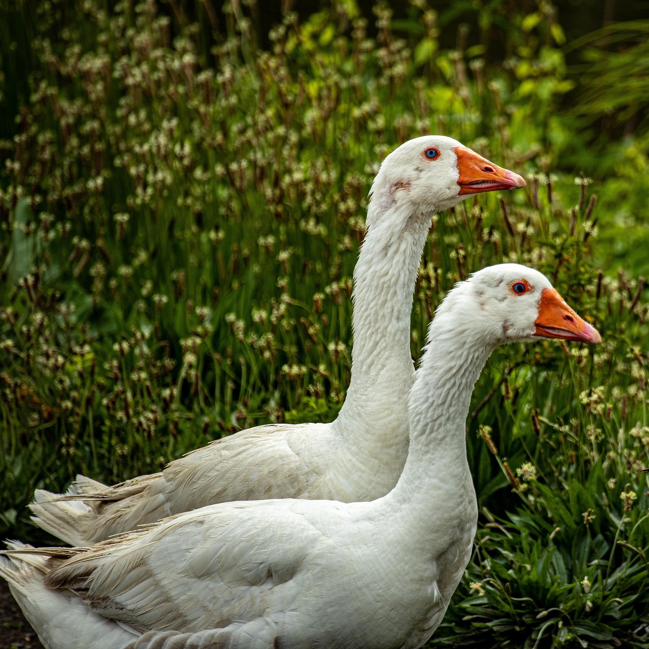 Gansos Aves Animales - Foto gratis en Pixabay - Pixabay