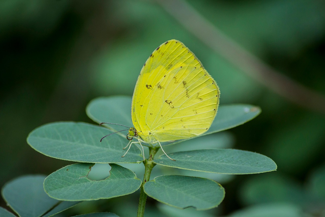 Polilla Fauna Silvestre Insecto - Foto gratis en Pixabay - Pixabay