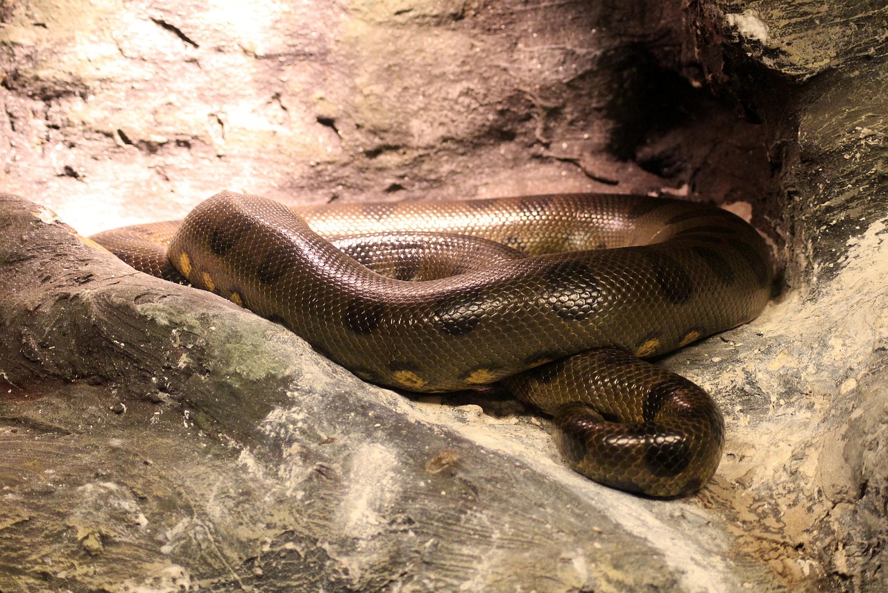 Snake Gad Tiere - Kostenloses Foto auf Pixabay - Pixabay