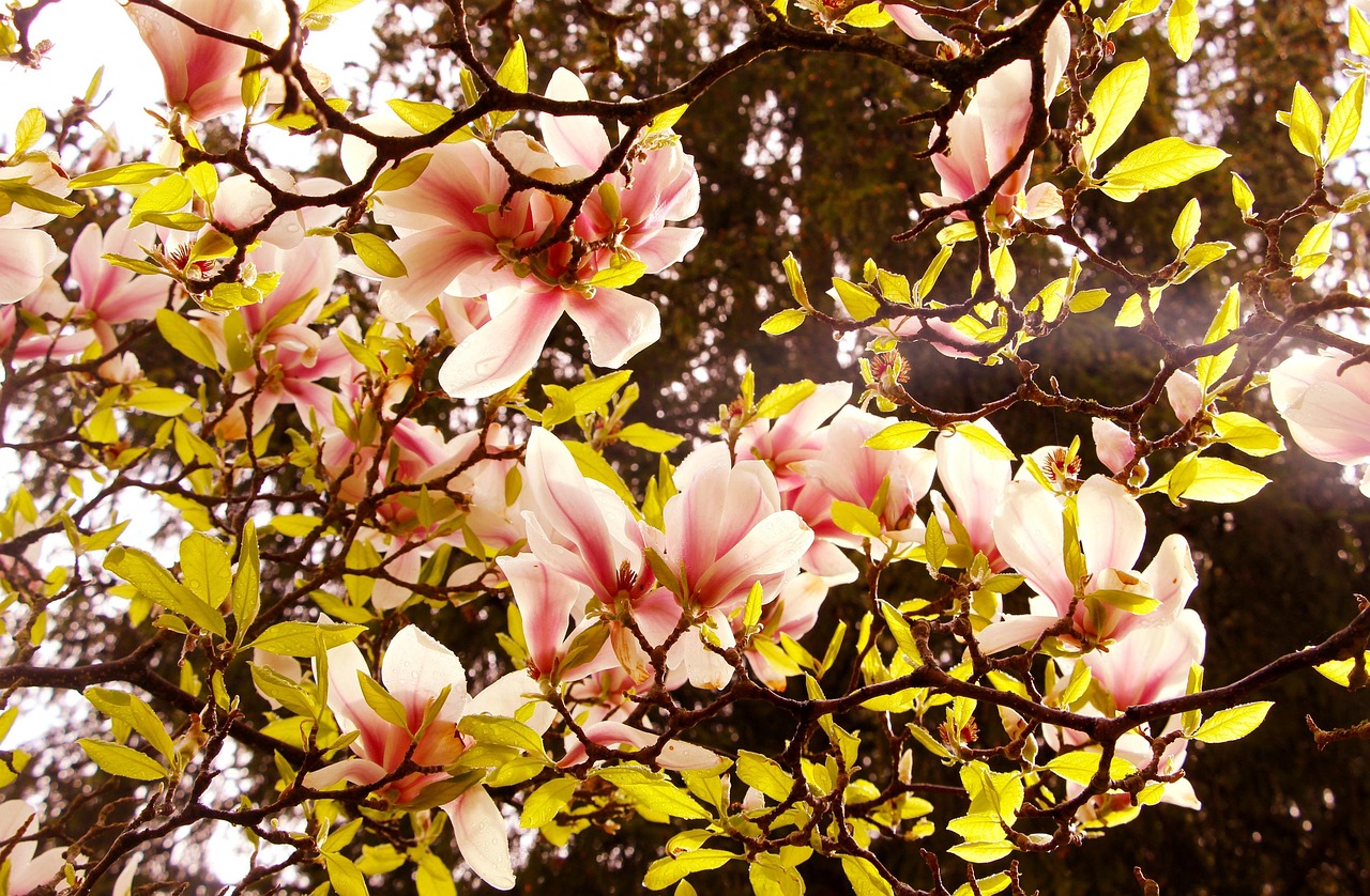 Magnolia Fleurs Roses Le - Photo gratuite sur Pixabay - Pixabay