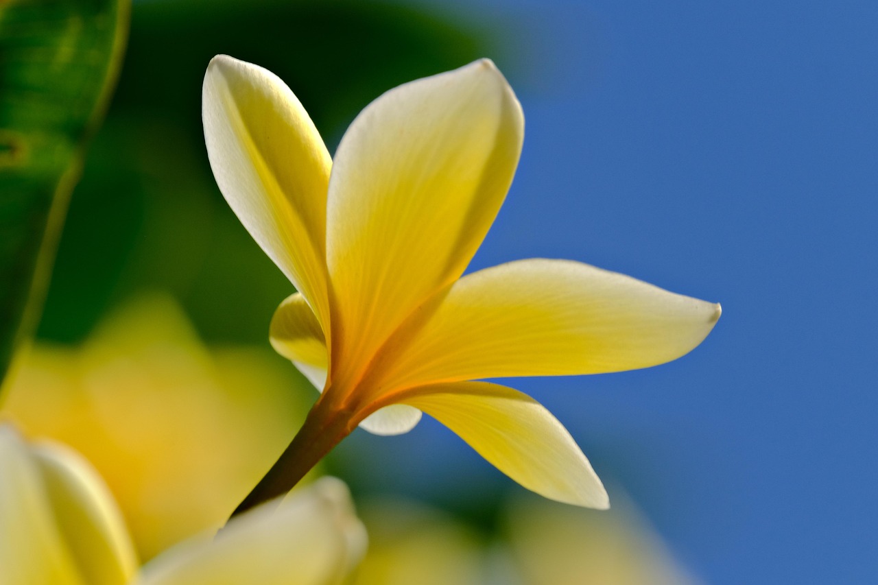 400,000+ Free Frangipani Flower & Frangipani Images - Pixabay