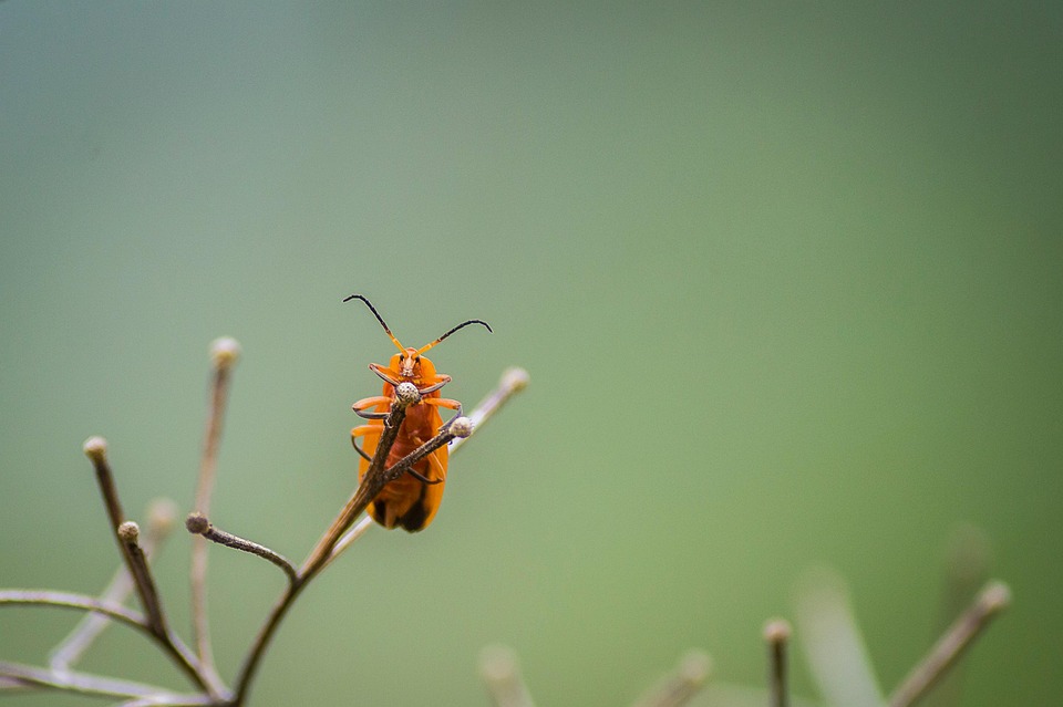 Insect Bug Wildlife - Free photo on Pixabay - Pixabay
