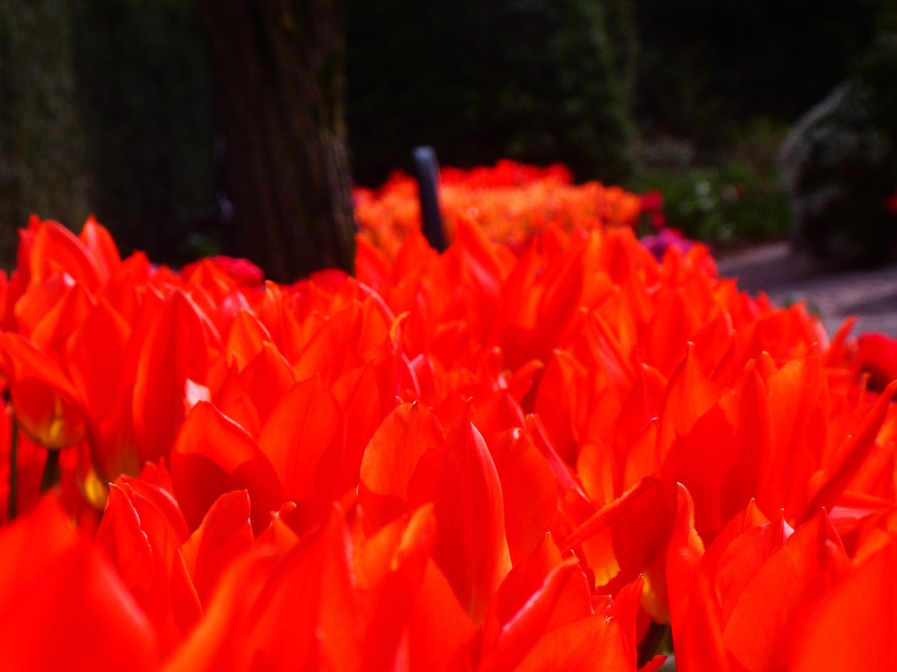 Tulips Dobrzyca Garden - Free photo on Pixabay - Pixabay