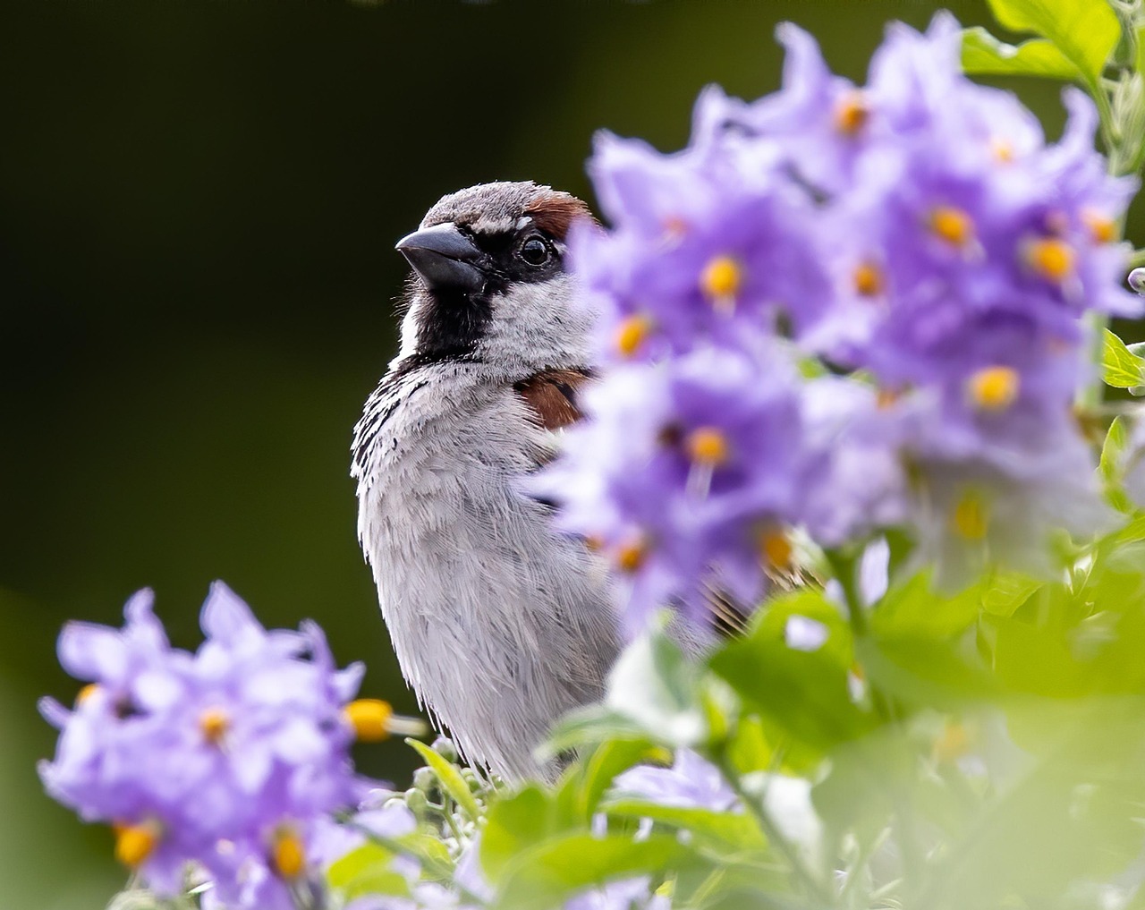Eurasian Tree Sparrow Flowers - Free photo on Pixabay