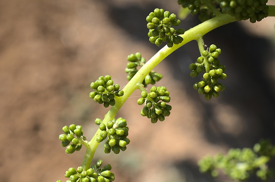 Uvas Flores Frutas - Foto gratis en Pixabay - Pixabay
