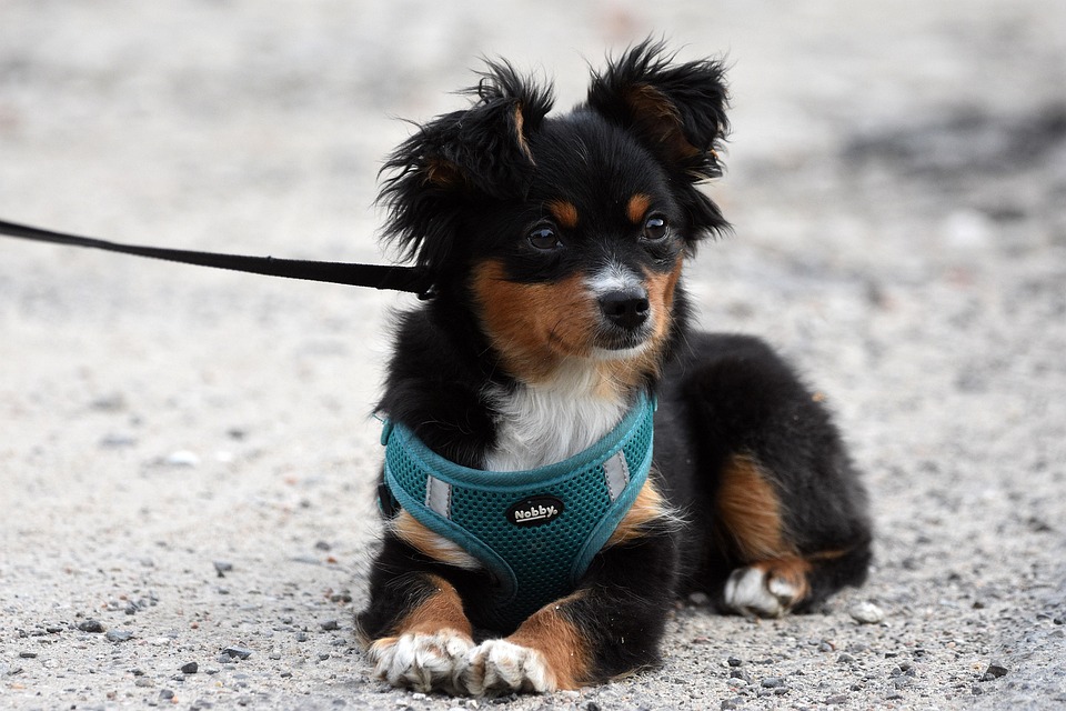 Hondje Puppy Dier - Gratis foto op Pixabay - Pixabay