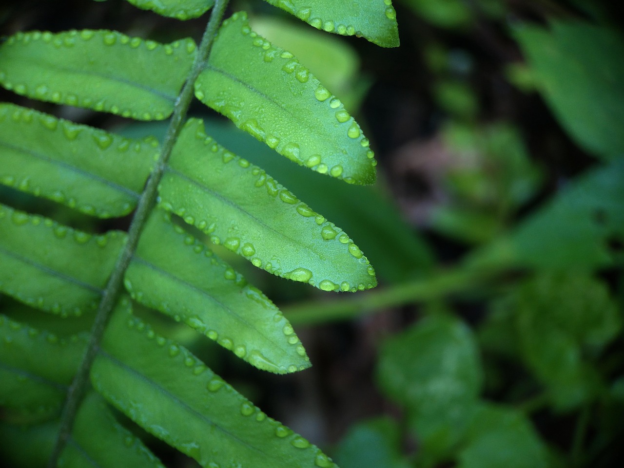 Natural Floresta Folhas - Foto gratuita no Pixabay - Pixabay