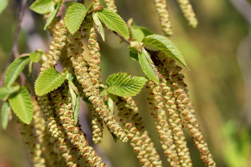 Hornbeam Carpinus Betulus Horn - Free photo on Pixabay