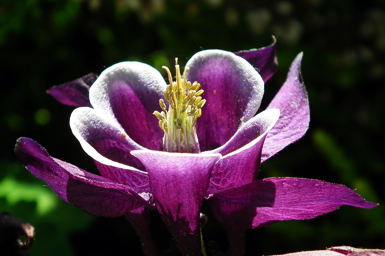 Blume Garten Natur - Kostenloses Foto auf Pixabay - Pixabay