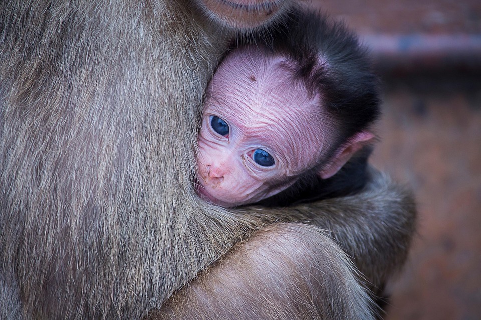 Monkey Baby Care - Free photo on Pixabay