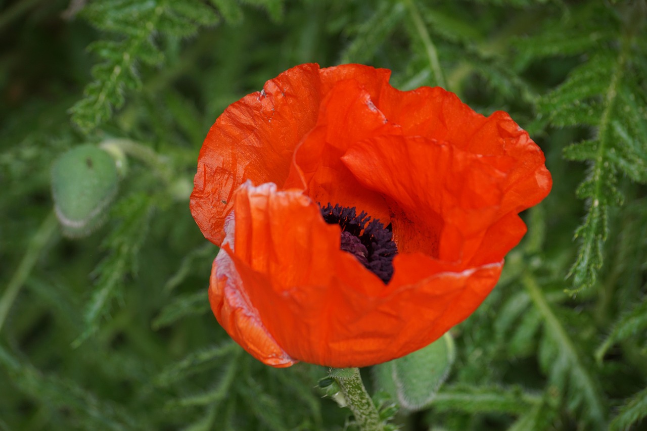 Fleur Coquelicot Bloom - Photo gratuite sur Pixabay - Pixabay
