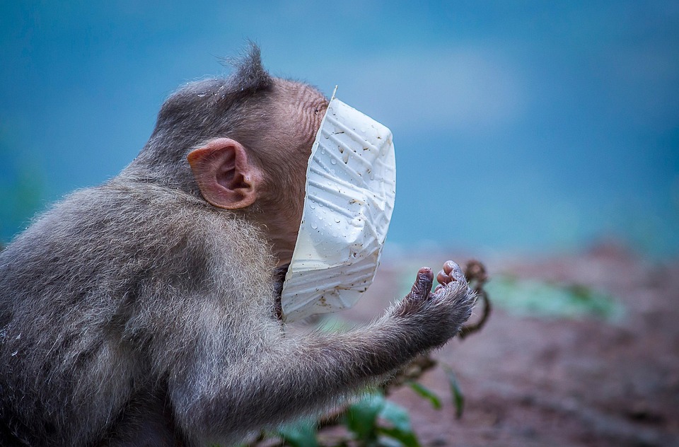 Animal Primate Monkey - Free photo on Pixabay