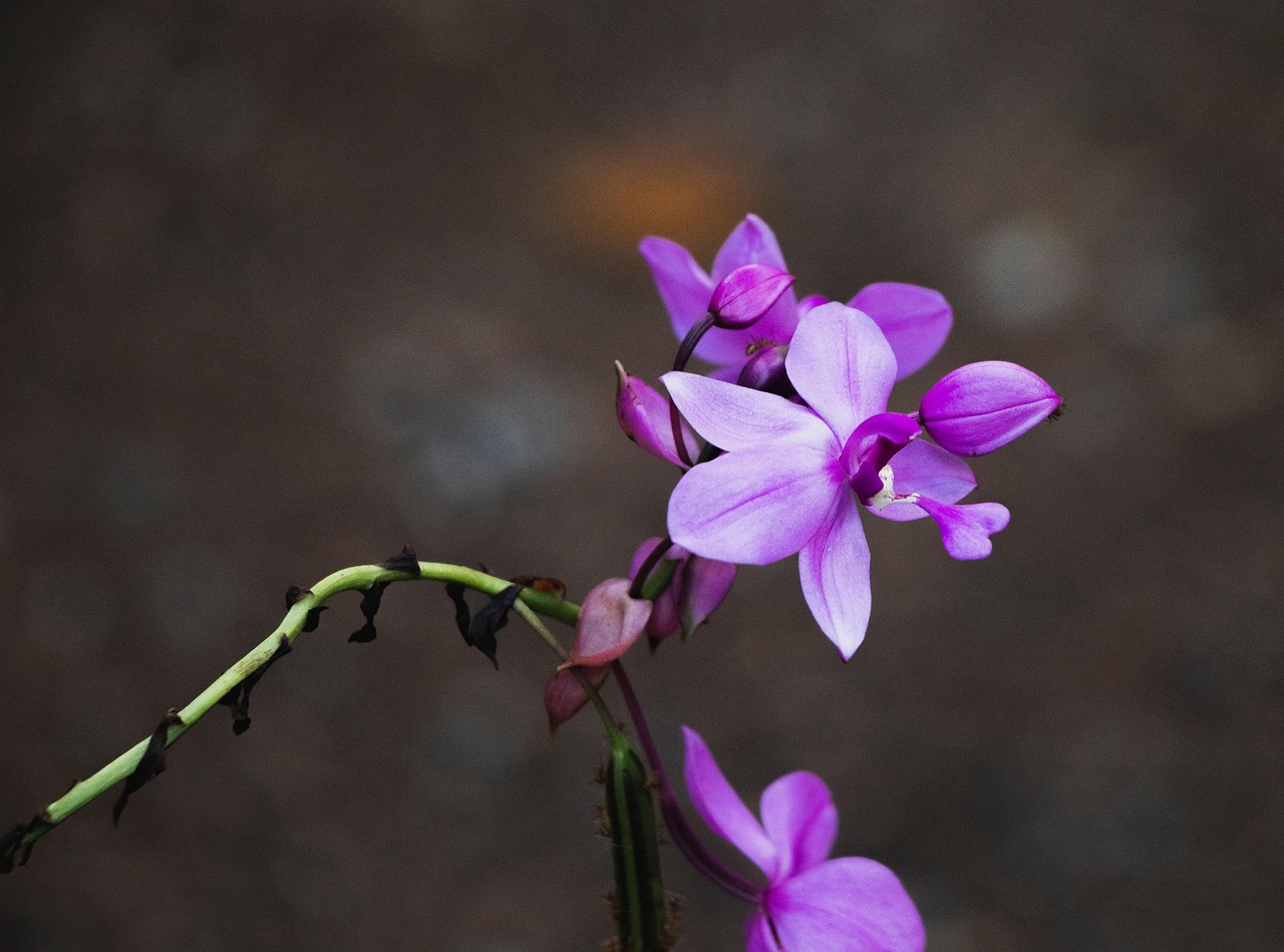 Fleurs Botanique Bloom - Photo gratuite sur Pixabay - Pixabay