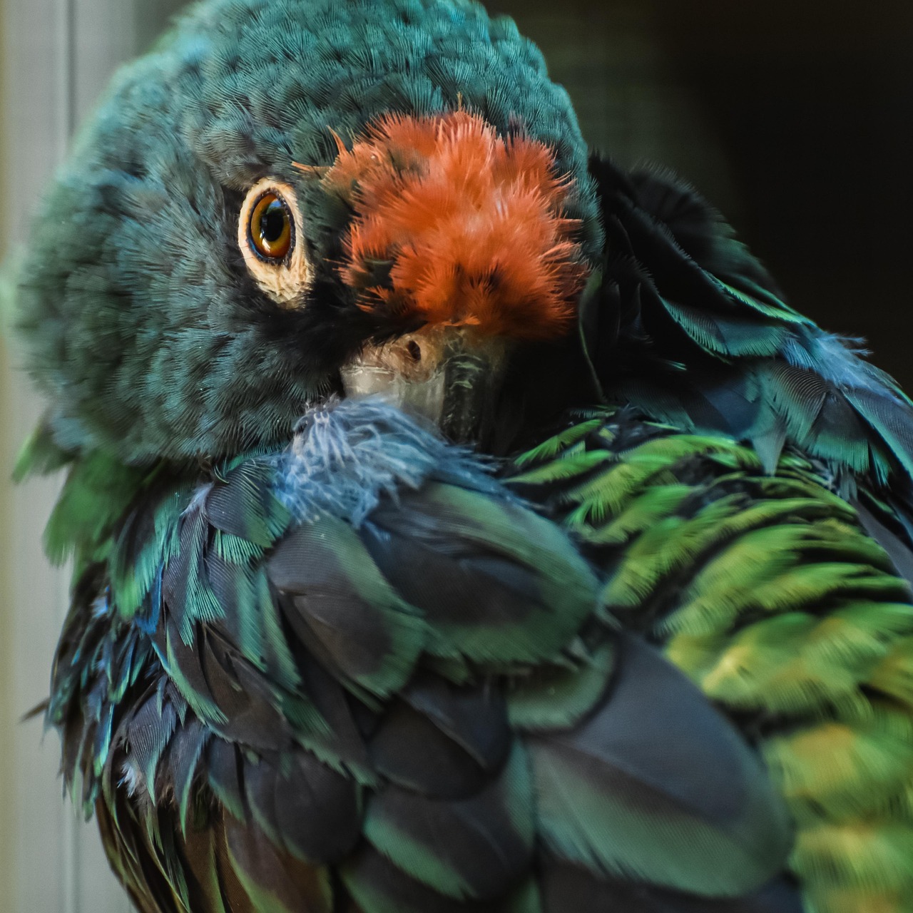 Parrot Bird Nature - Free photo on Pixabay