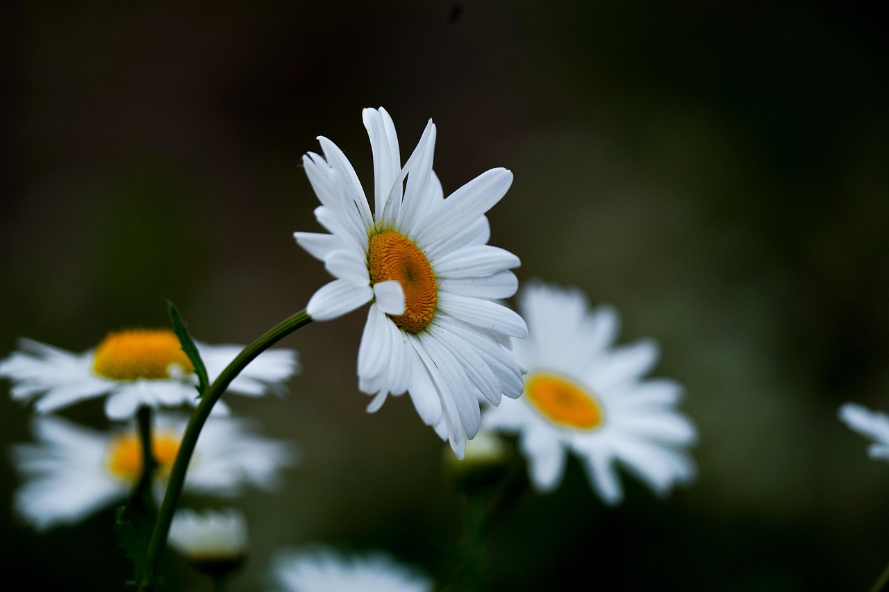 Daisy Flower Plant White - Free photo on Pixabay - Pixabay