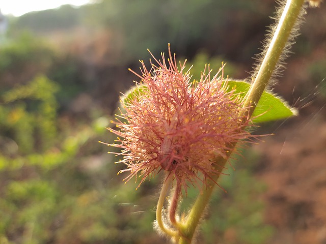 Stinking Passionflower Flower - Free photo on Pixabay
