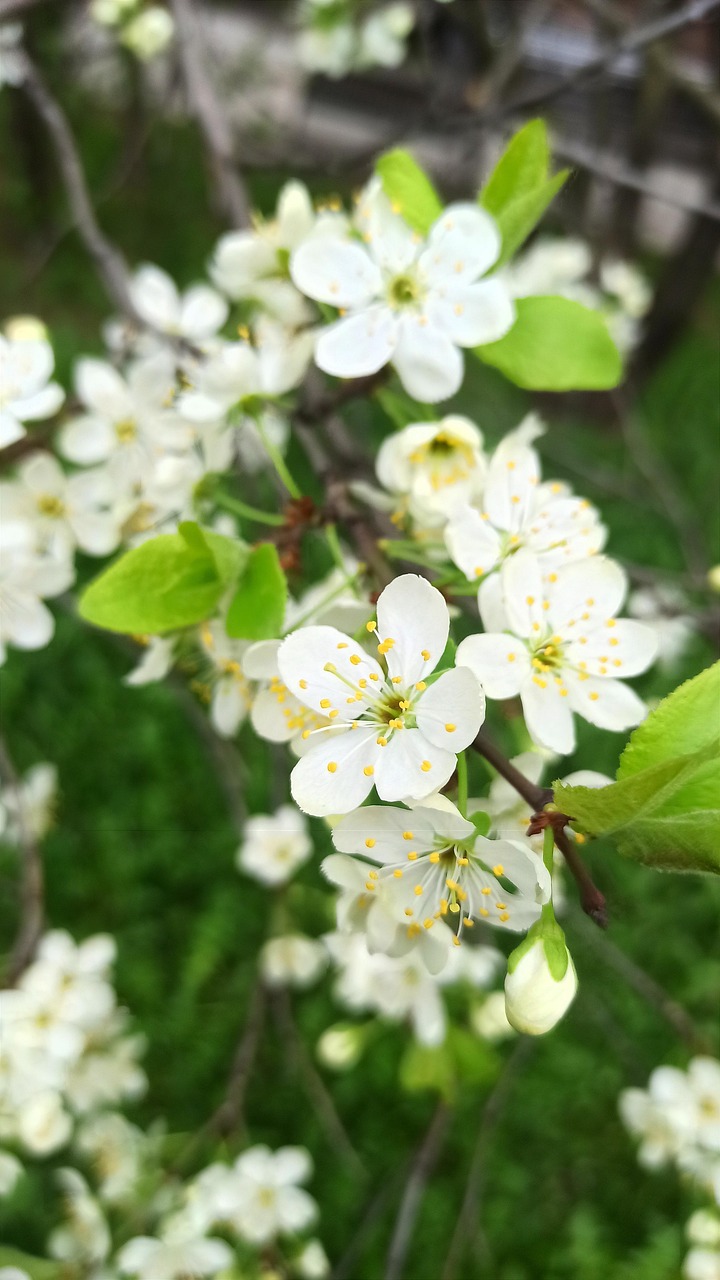 Cherry Flowers Bloom - Free photo on Pixabay - Pixabay