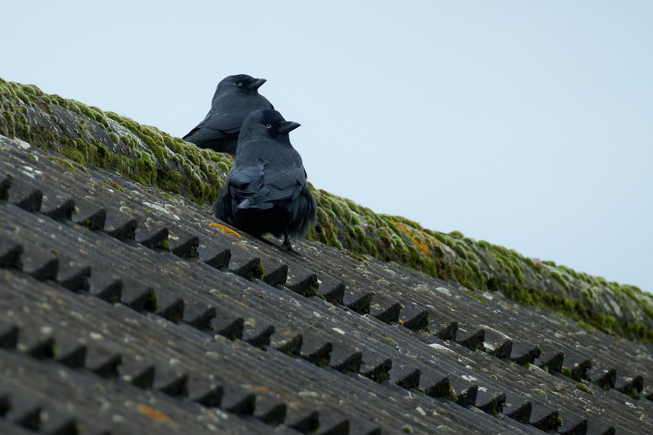 Bird Jackdaw Ornithology - Free photo on Pixabay - Pixabay