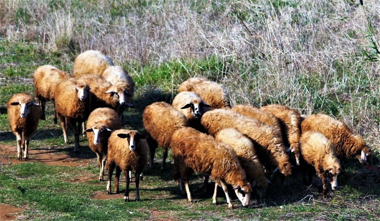 Ovelha Rebanho Animais - Foto gratuita no Pixabay - Pixabay
