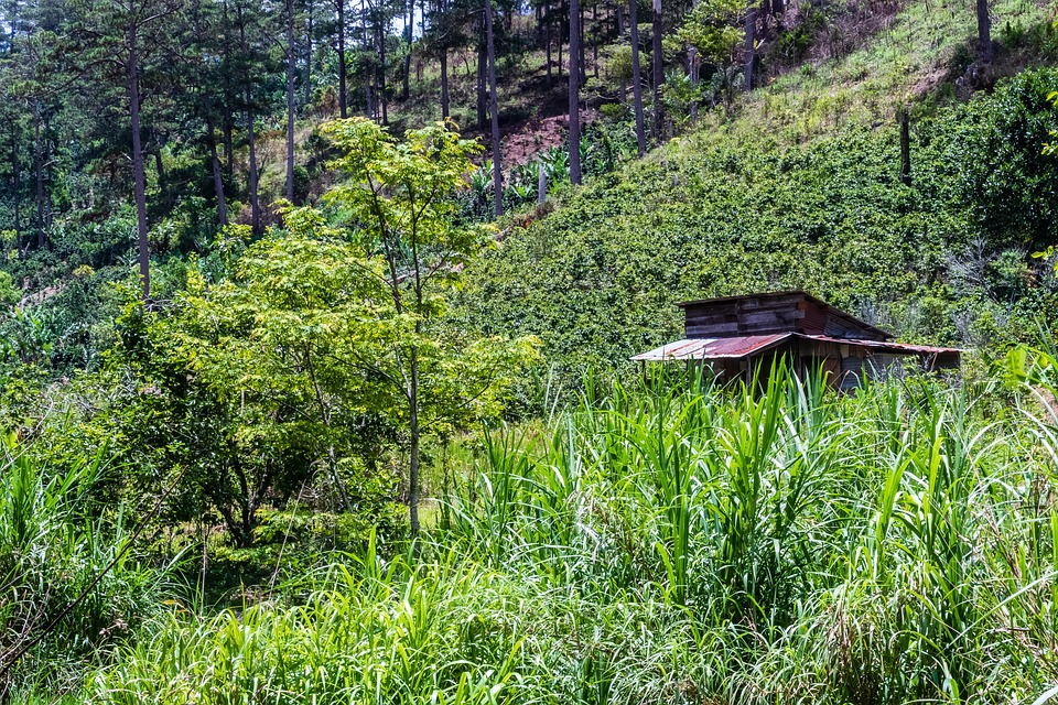 Nature Forêt Cabane En Plein - Photo gratuite sur Pixabay - Pixabay