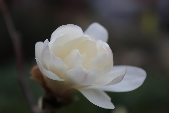 Magnolia Kevät Kukat - Ilmainen valokuva Pixabayssa - Pixabay