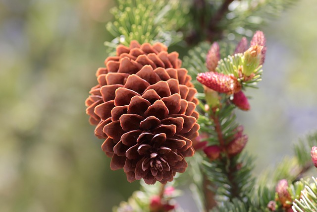 Conífero Floresta Jardim - Foto gratuita no Pixabay - Pixabay
