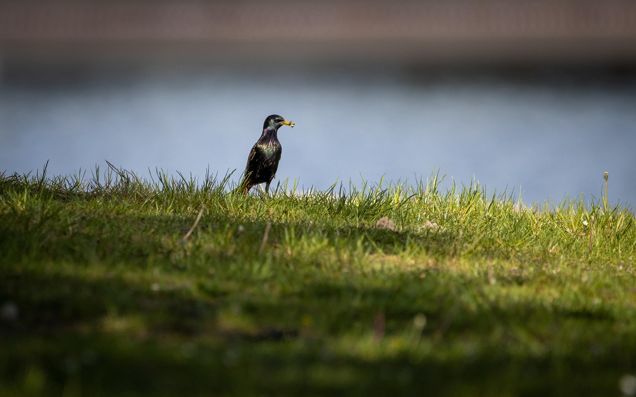 Bird Ornithology Species - Free photo on Pixabay - Pixabay
