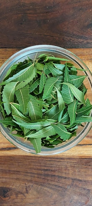 Neem Leaves Herbs - Free photo on Pixabay - Pixabay