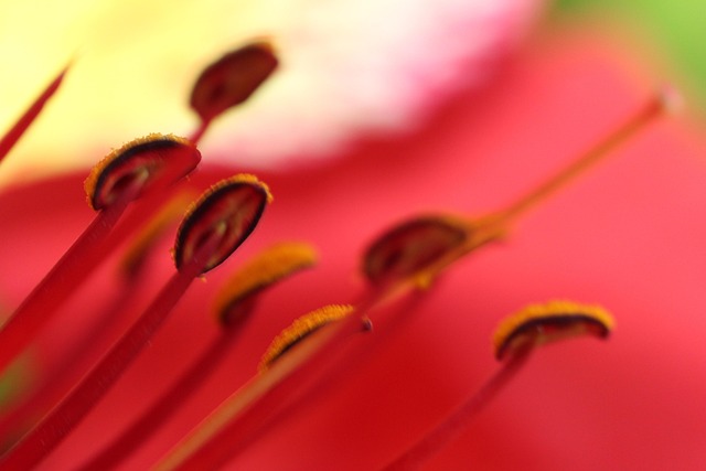 Pollen Flower - Free photo on Pixabay - Pixabay