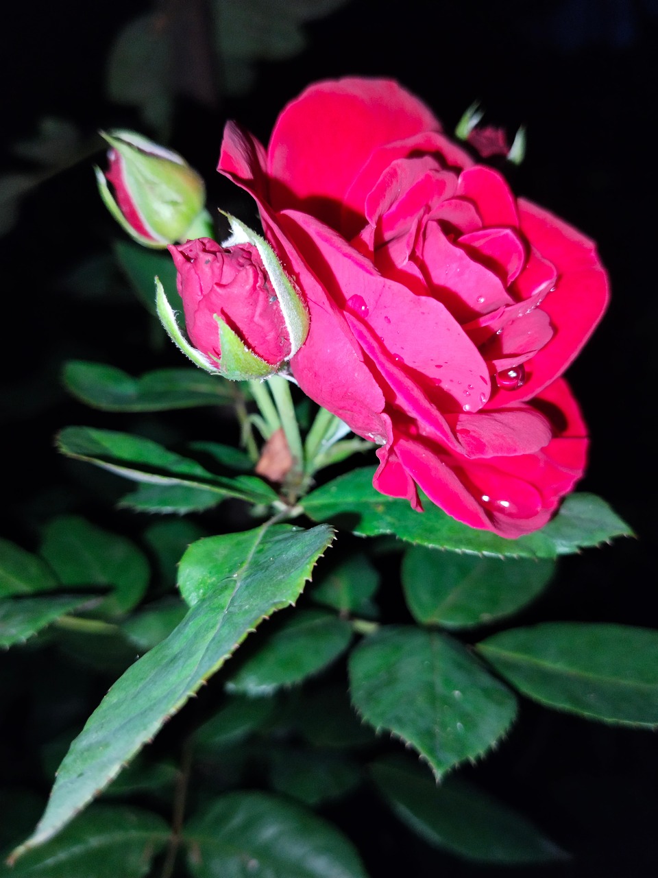 Ruusun Kukka Kuvia Kukkivat - Ilmainen valokuva Pixabayssa - Pixabay