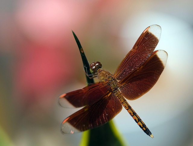 Dragonfly Insect Fauna - Free photo on Pixabay - Pixabay