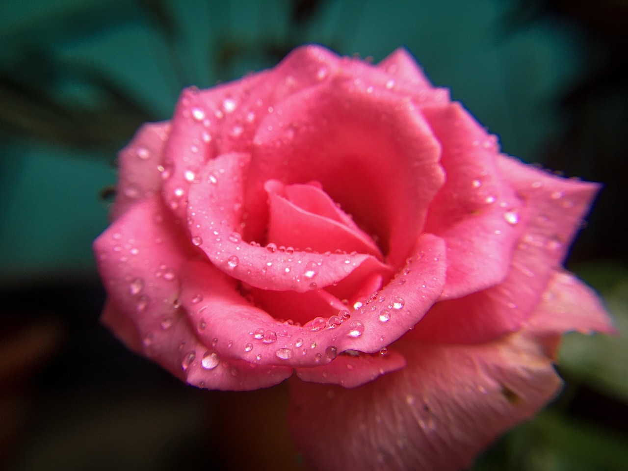 Rose Fleur Des - Photo gratuite sur Pixabay - Pixabay