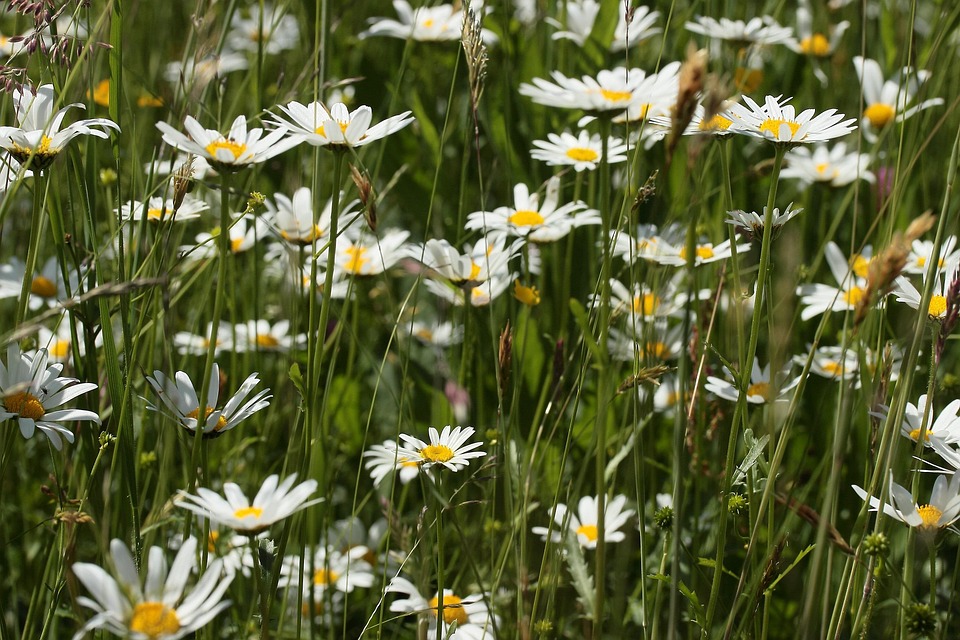 Field Daisies Flowers Meadow - Free photo on Pixabay - Pixabay