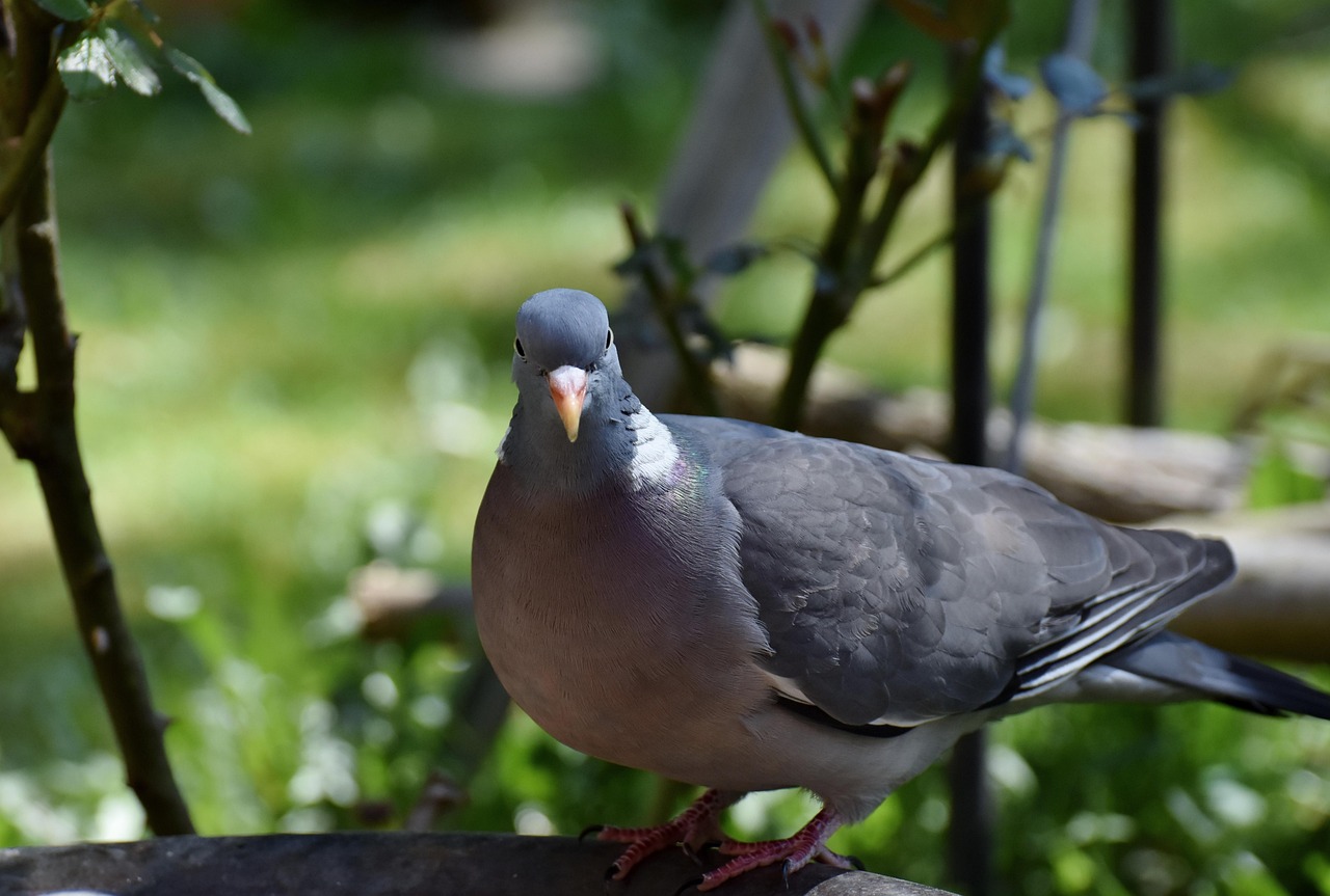 60,000+ Free Wood Pigeon & Pigeon Images - Pixabay