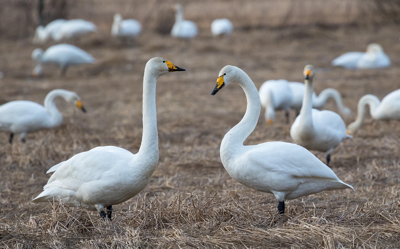 Whooper Swans Birds - Free photo on Pixabay - Pixabay