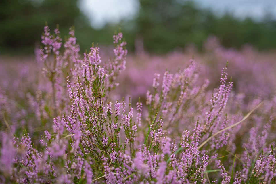 Heather Pagan Fall - Free photo on Pixabay - Pixabay