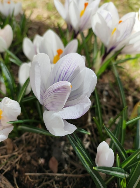 Fleurs Crocus Blanc - Photo gratuite sur Pixabay
