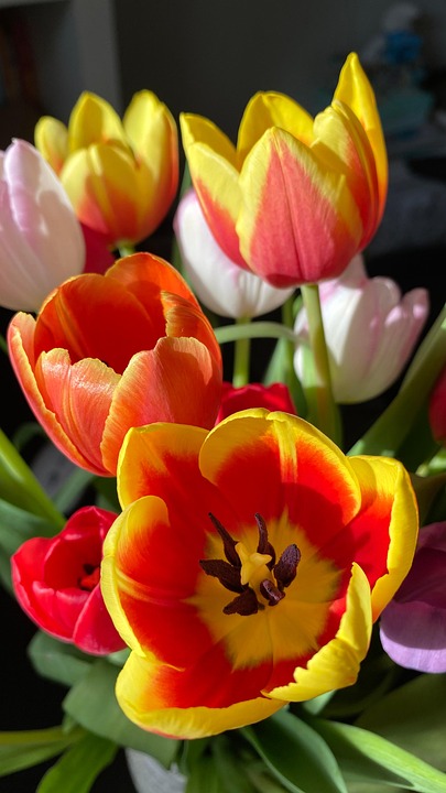 Tulip Bunga-Bunga Buket Musim - Foto gratis di Pixabay - Pixabay