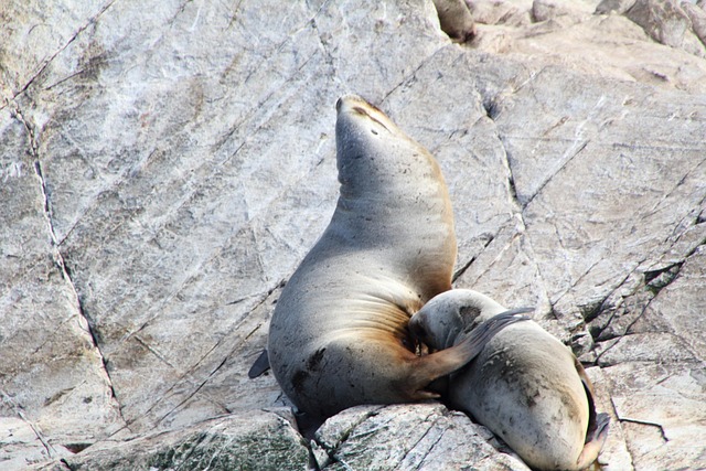Foca Mar Alimentación Con Leche - Foto gratis en Pixabay - Pixabay