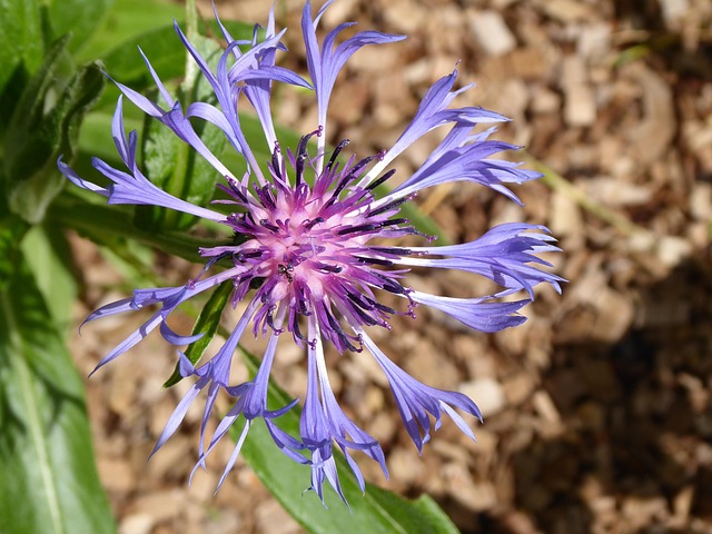 Bleu De Montagne Fleur Mauve - Photo gratuite sur Pixabay