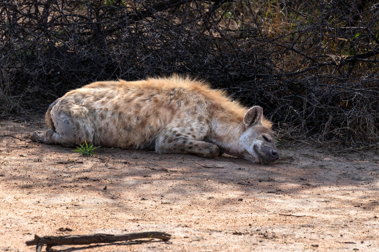 200+ Free Hyena & Wildlife Images - Pixabay