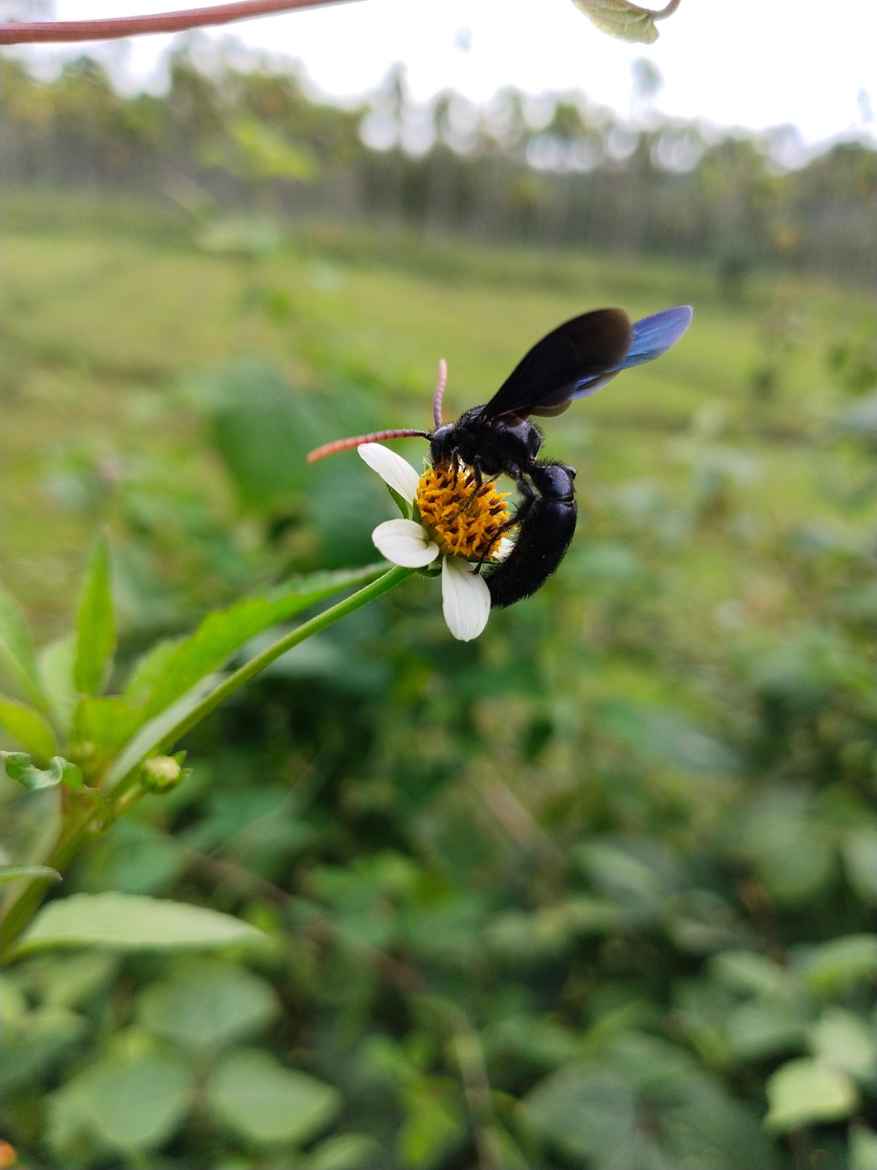 Viespe Insecte Gandaci - Fotografie gratuită pe Pixabay - Pixabay