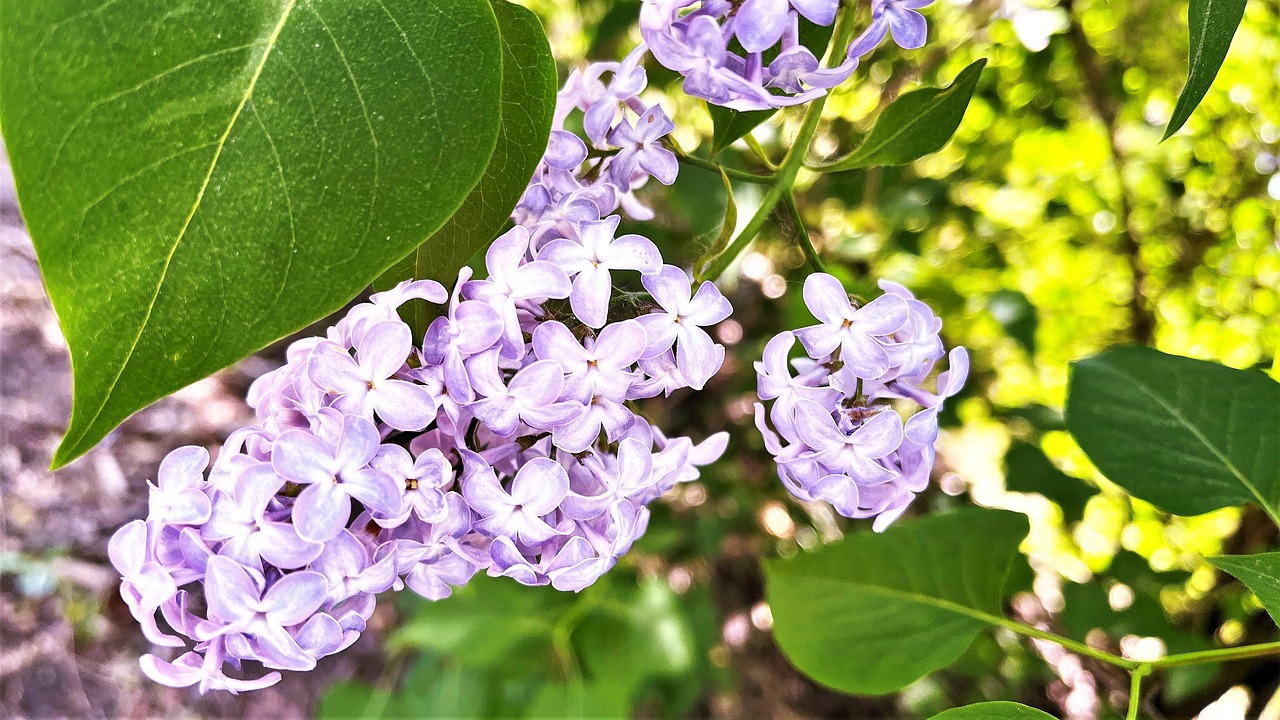 Lila Blommor Violetta - Gratis foto på Pixabay - Pixabay