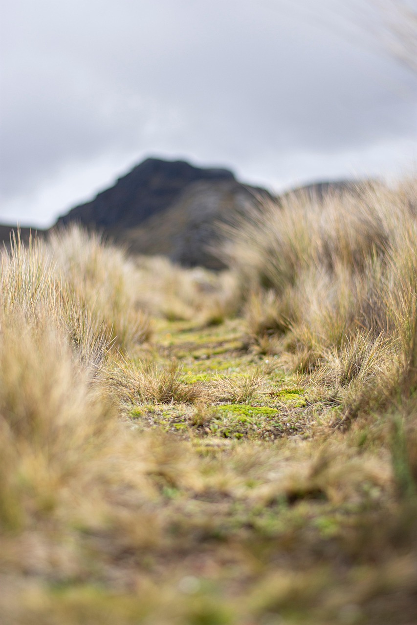 Más de 2 000 imágenes gratis de Paramo Ecuador y Ecuador - Pixabay
