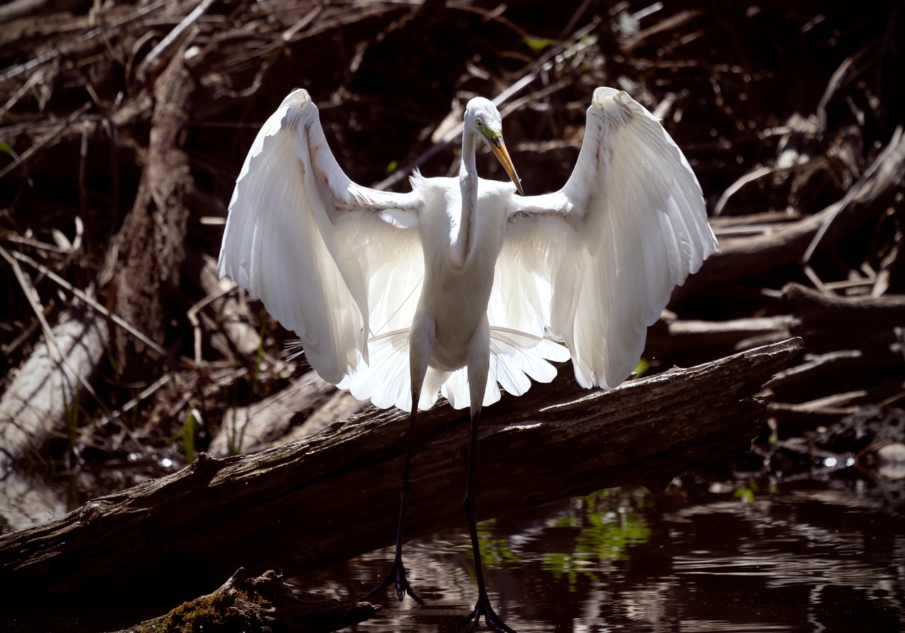 Egret Bird Avian - Free photo on Pixabay