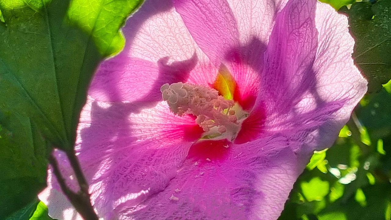 Fleur Rose De Sharon Chrysanthème - Photo gratuite sur Pixabay - Pixabay