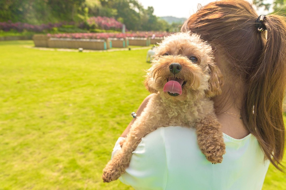 Poodle Cão Feliz Bicho De - Foto gratuita no Pixabay - Pixabay