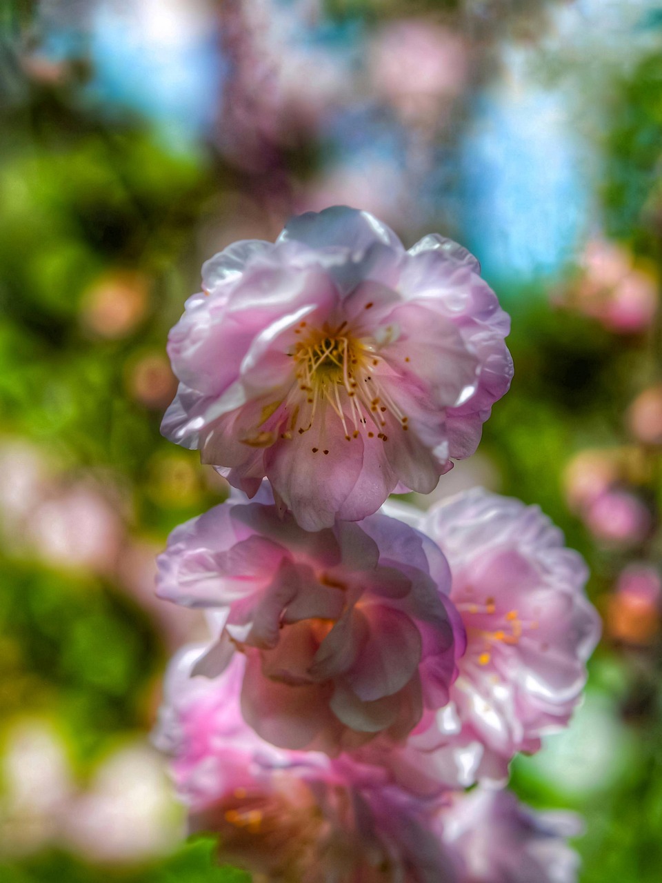 Flores Primavera Natureza - Foto gratuita no Pixabay - Pixabay